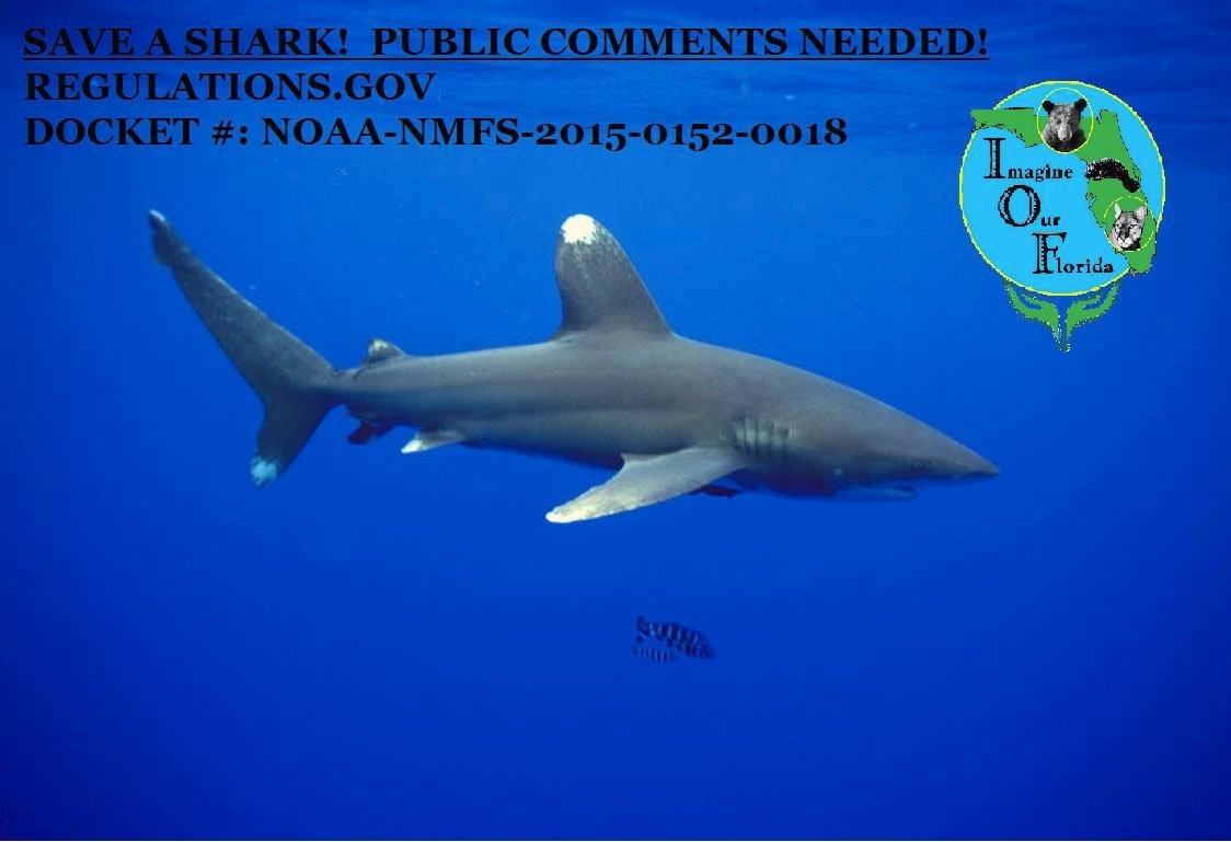 Great White Tip Shark