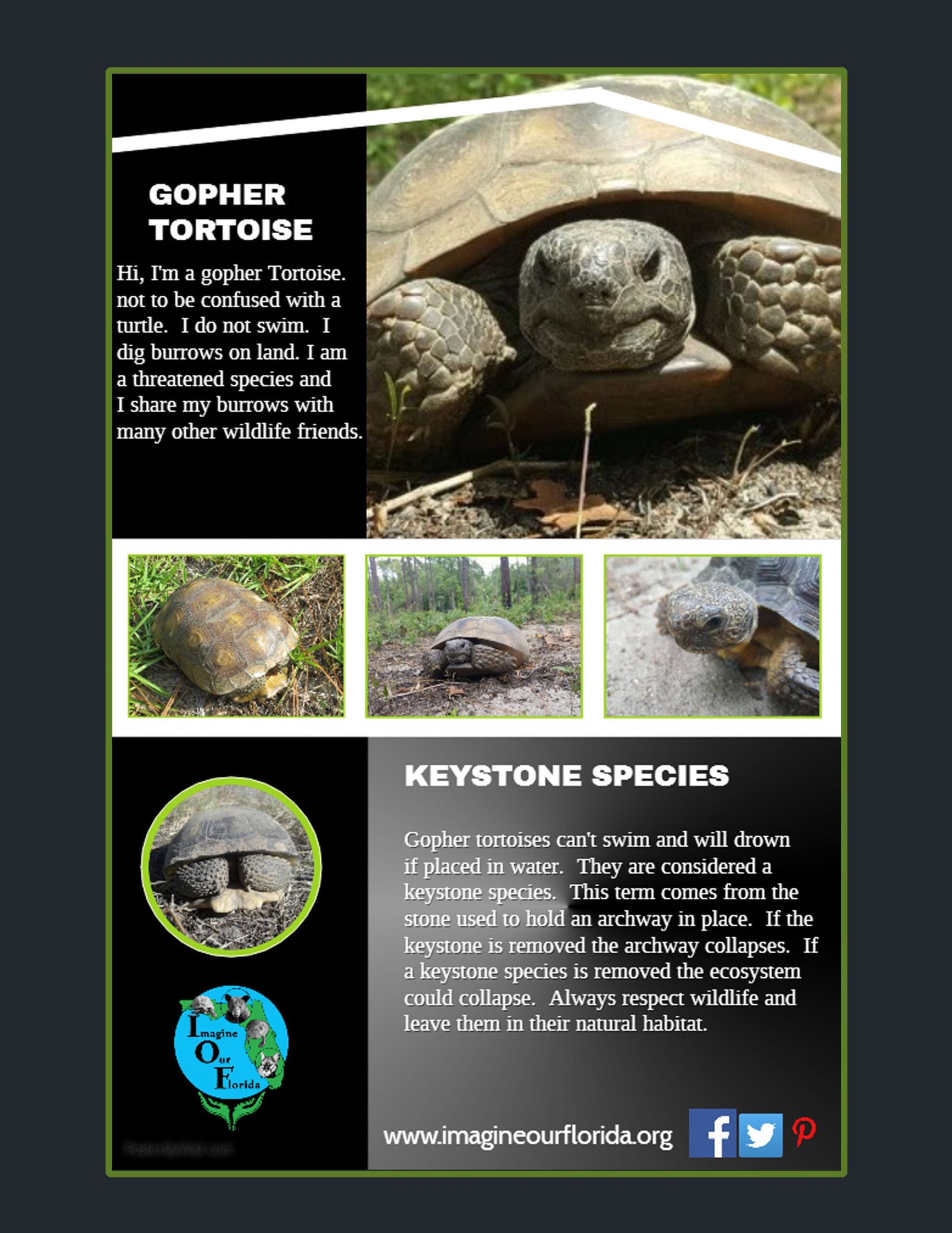 How to Save a Gopher Tortoise who is crossing the street – Imagine Our ...