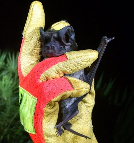 Florida Bonneted Bat – Imagine Our Florida, Inc