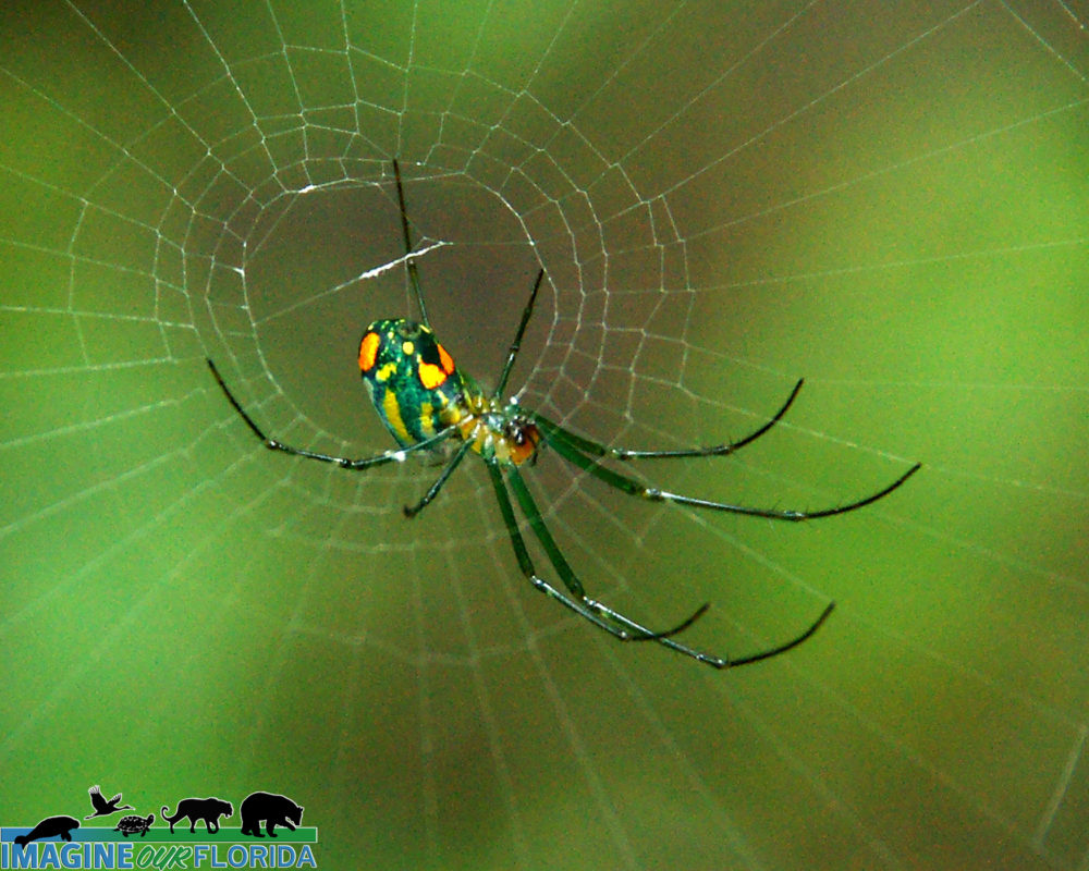 Mabel Orchard Orb Weaver – Imagine Our Florida, Inc