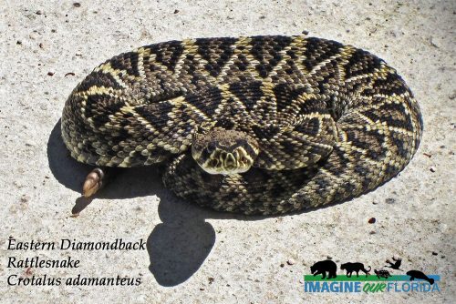 Eastern Diamondback Rattlesnake – Imagine Our Florida, Inc