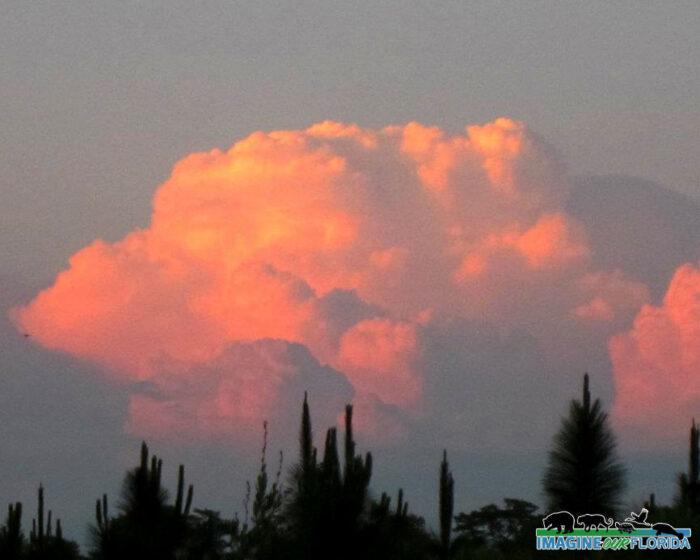 Goethe State Forest – Imagine Our Florida, Inc