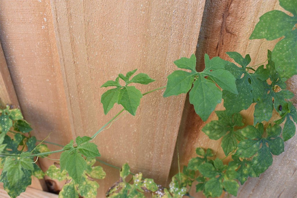 Balsam Apple – Imagine Our Florida, Inc