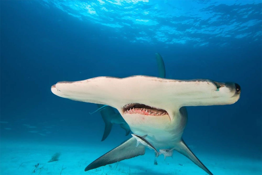 Open Letter to the FWC on land based shark fishing proposal – Imagine ...