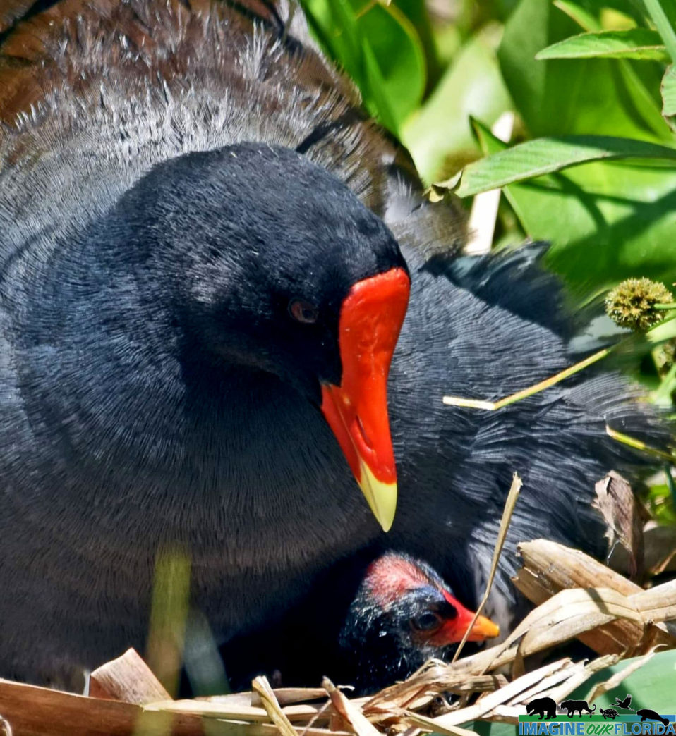 Moorhen (Common) – Imagine Our Florida, Inc