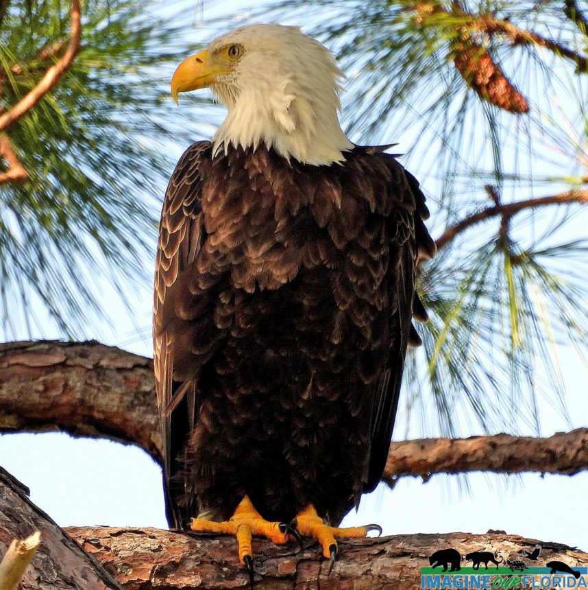 Bald Eagle – Imagine Our Florida, Inc