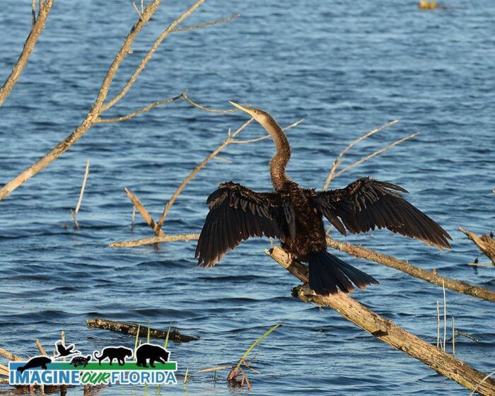 Anhinga | Imagine Our Florida, Inc