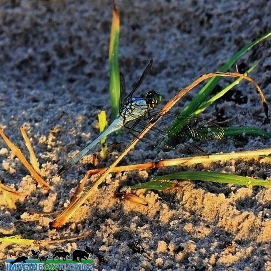 Blue Dasher – Imagine Our Florida, Inc