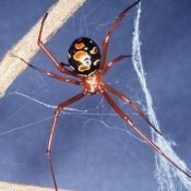 Red Widow Spider – Imagine Our Florida, Inc