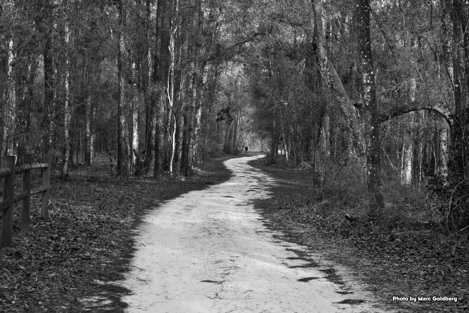 Croom Wildlife Management Area – Imagine Our Florida, Inc