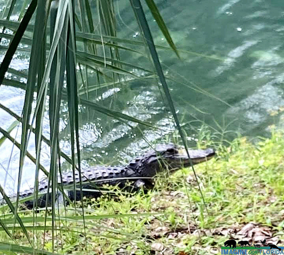 Gemini Springs Park – Imagine Our Florida, Inc