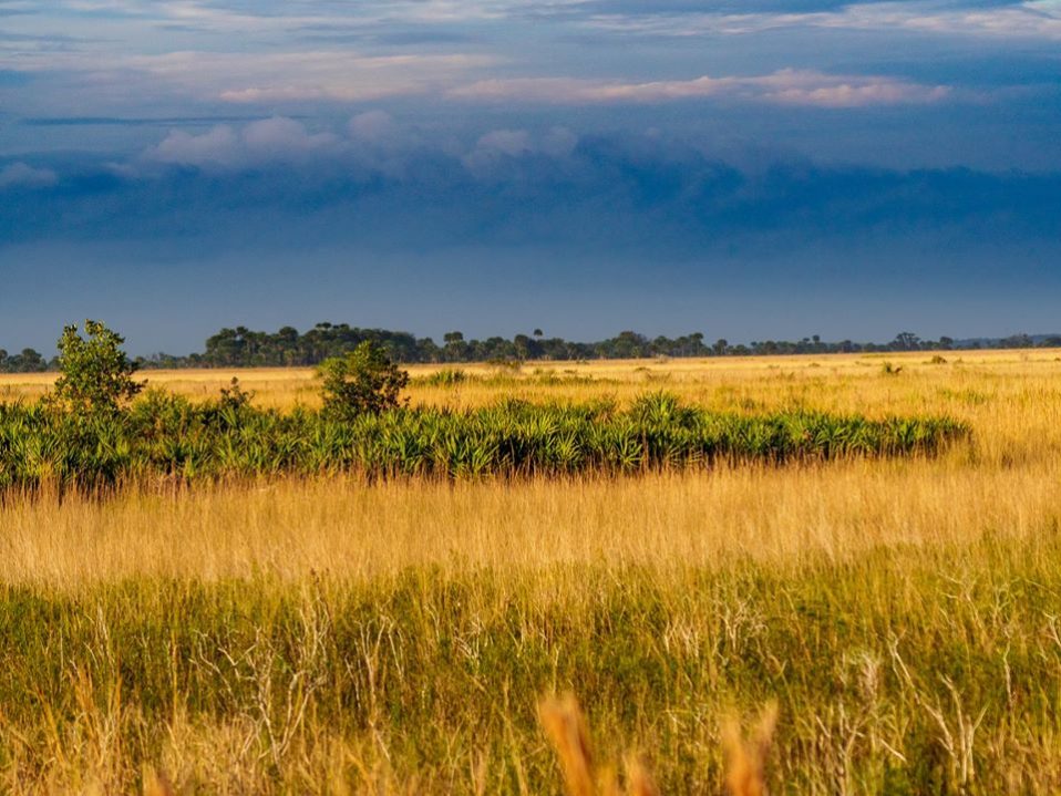 Kissimmee Prairie Preserve State Park – Imagine Our Florida, Inc