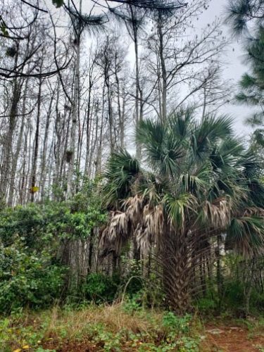 John C & Mariana Jones Hungryland Wildlife and Environmental Area ...