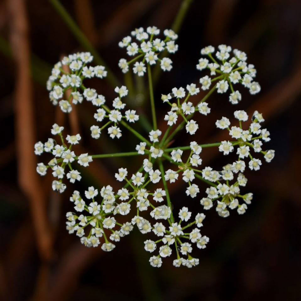 John C & Mariana Jones Hungryland Wildlife and Environmental Area ...
