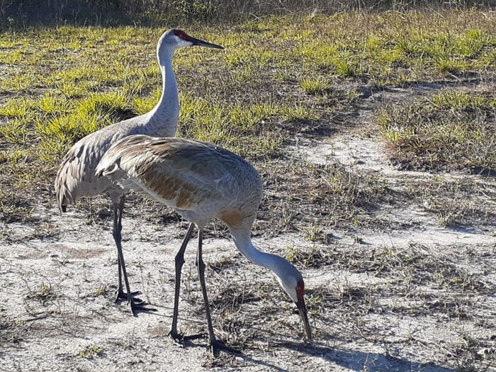 John C & Mariana Jones Hungryland Wildlife and Environmental Area ...