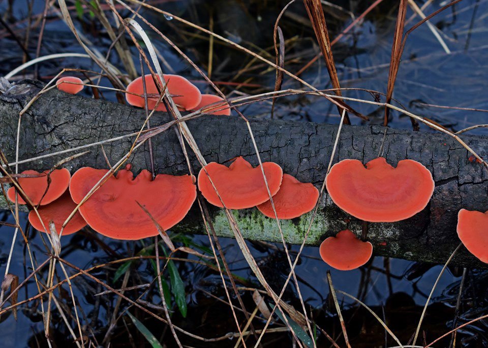 John C & Mariana Jones Hungryland Wildlife and Environmental Area ...