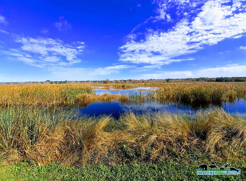 Lake Woodruff National Wildlife Refuge – Imagine Our Florida, Inc