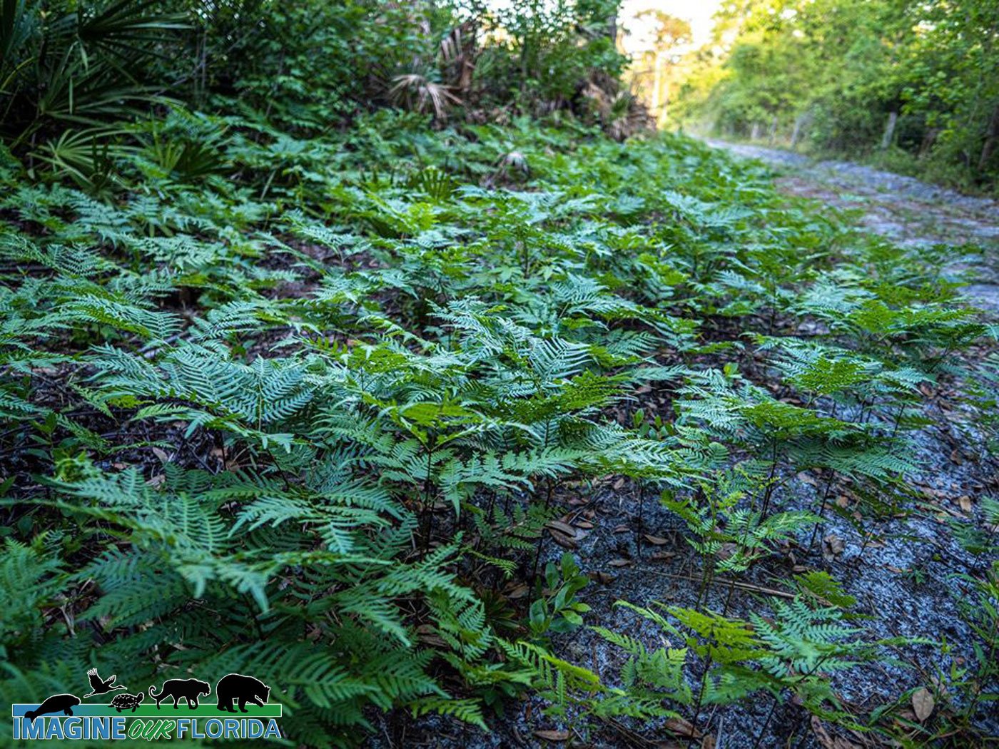 Florida National Scenic Trail – Imagine Our Florida, Inc