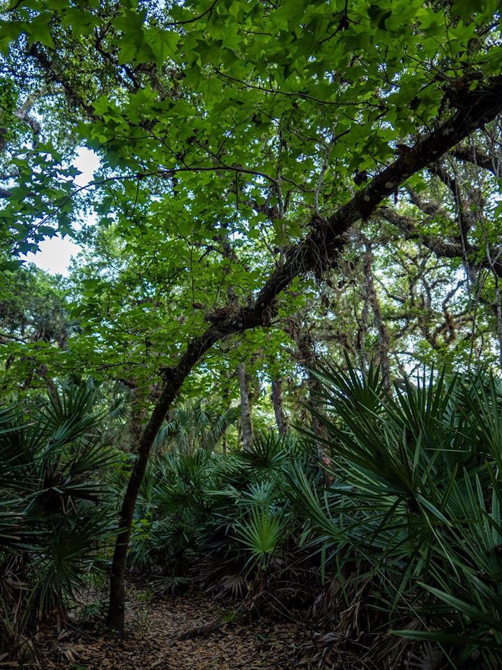 Florida National Scenic Trail – Imagine Our Florida, Inc
