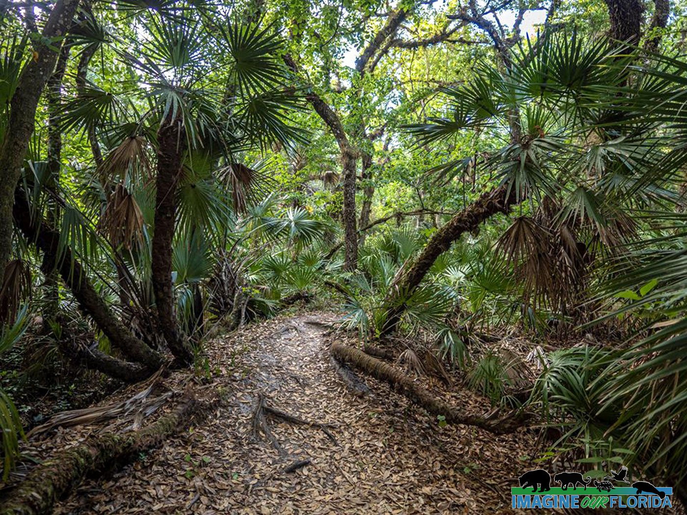 Florida National Scenic Trail – Imagine Our Florida, Inc
