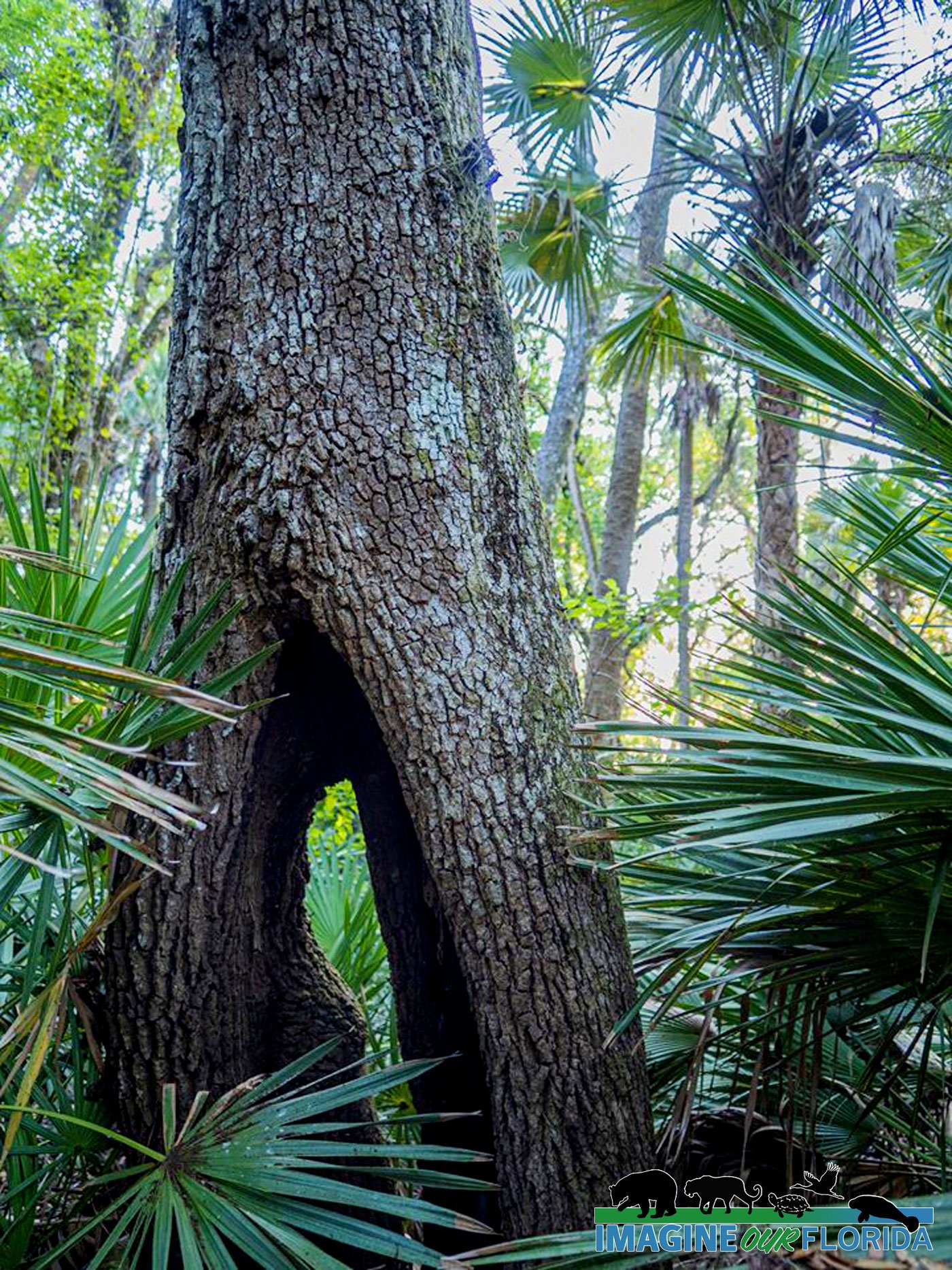 Florida National Scenic Trail – Imagine Our Florida, Inc