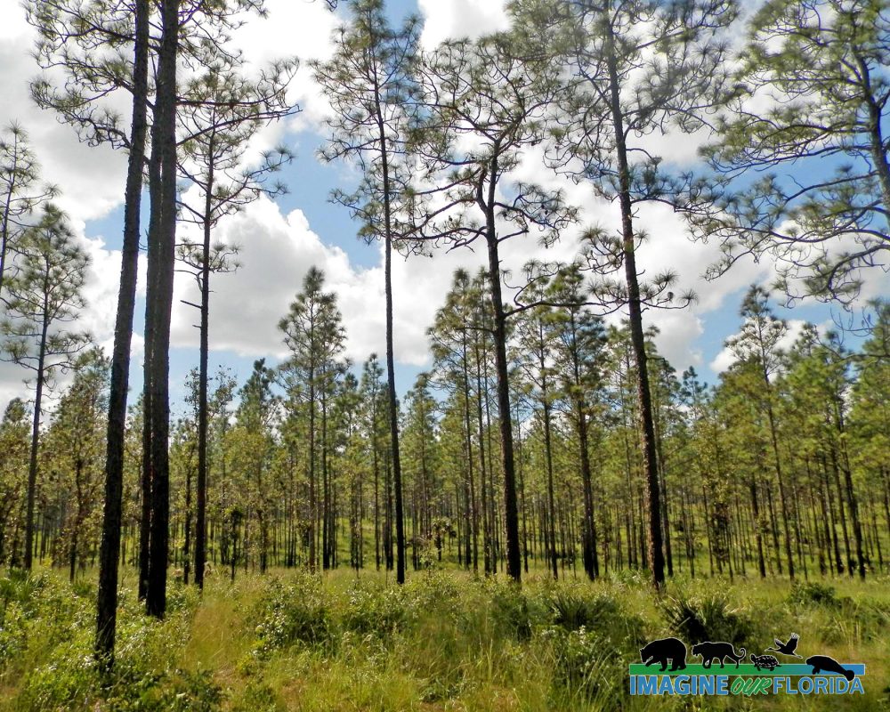 Ocala National Forest | Imagine Our Florida, Inc