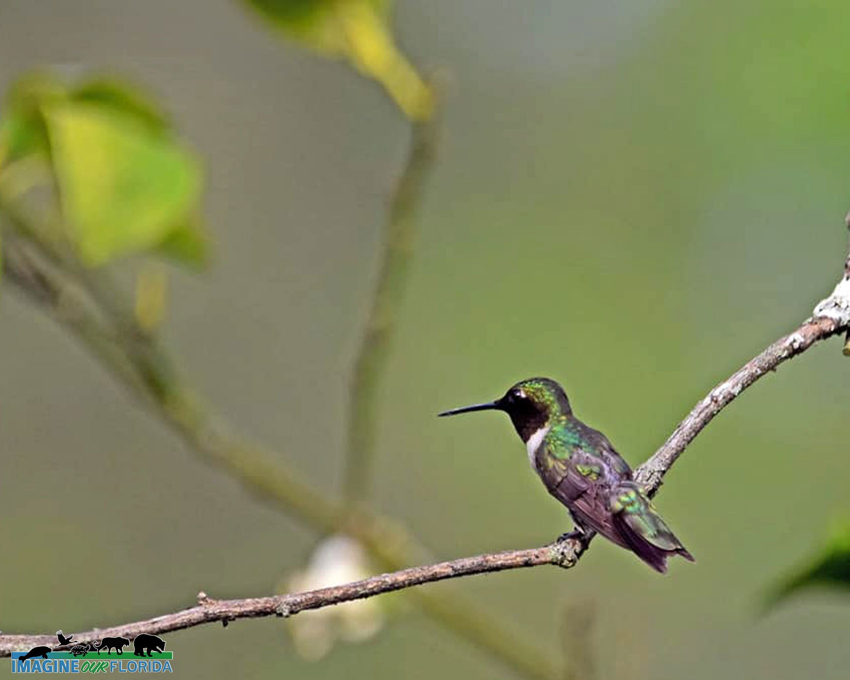 Hummingbirds – Imagine Our Florida, Inc