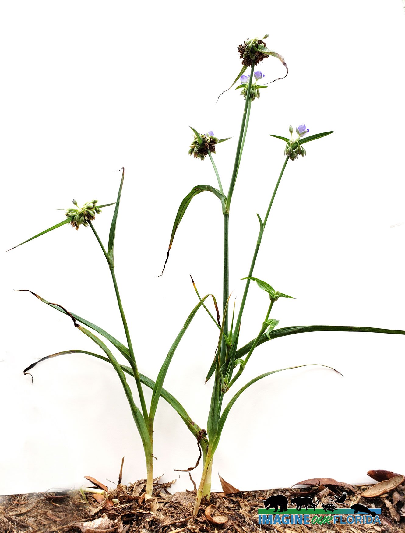 Spiderwort – Imagine Our Florida, Inc