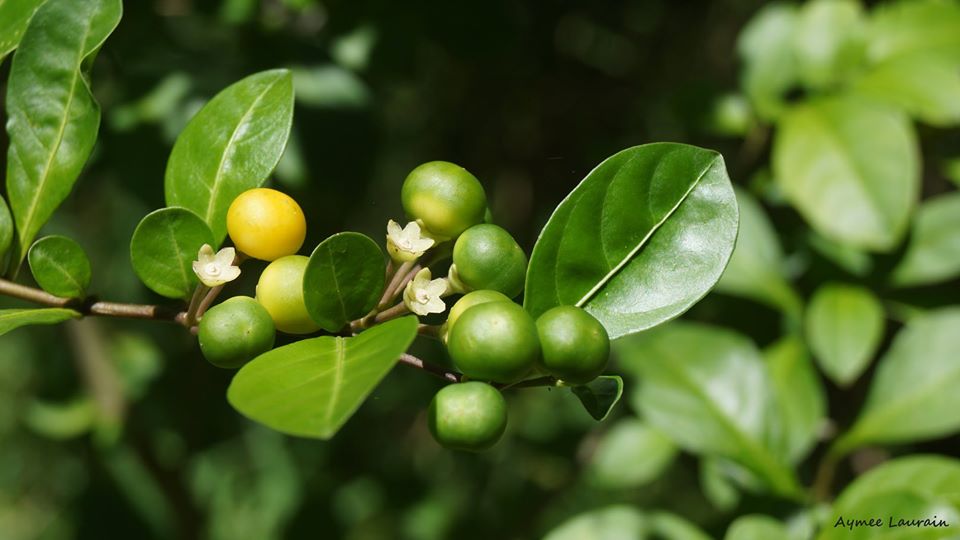 Twoleaf Nightshade – Imagine Our Florida, Inc