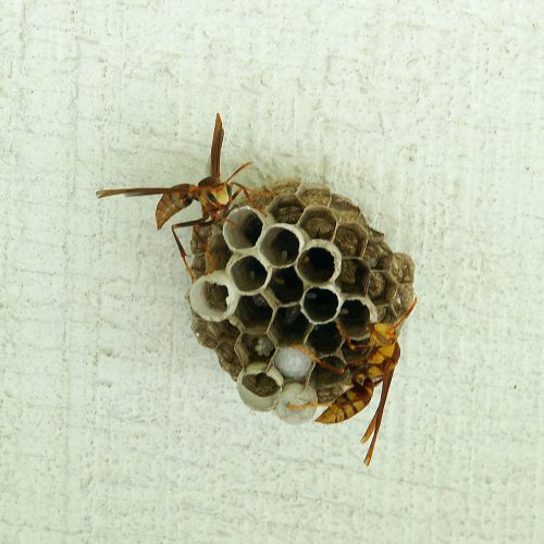 Paper Wasp – Imagine Our Florida, Inc