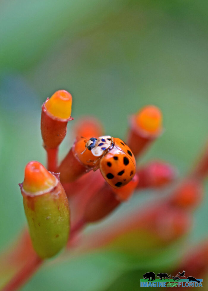Ladybug – Imagine Our Florida, Inc