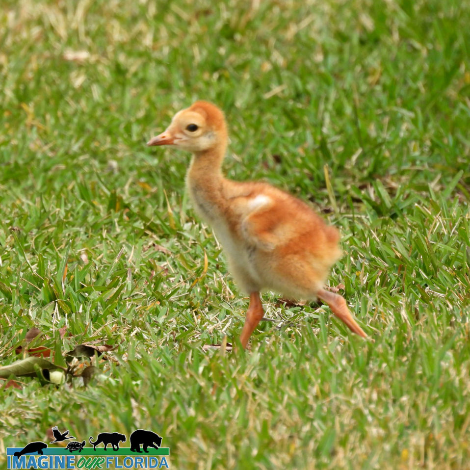 Florida Sandhill Crane – Imagine Our Florida, Inc