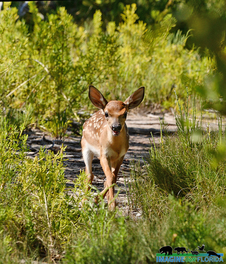 Key Deer – Imagine Our Florida, Inc