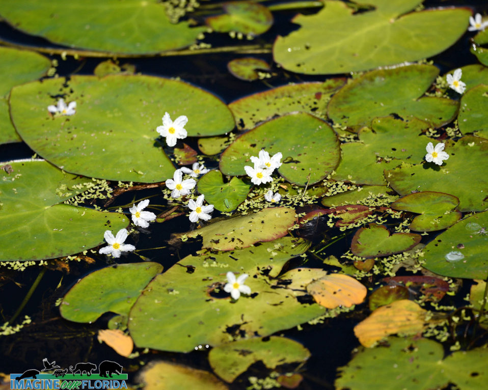 Lake Lotus Park – Imagine Our Florida, Inc