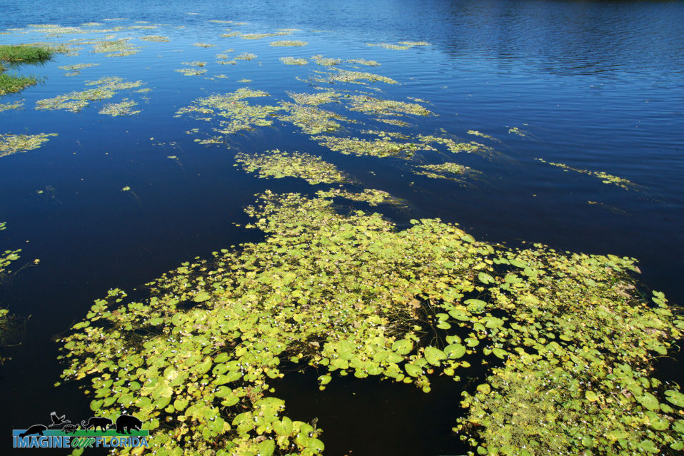 Lake Lotus Park – Imagine Our Florida, Inc