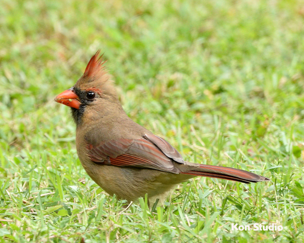 Northern Cardinal – Imagine Our Florida, Inc
