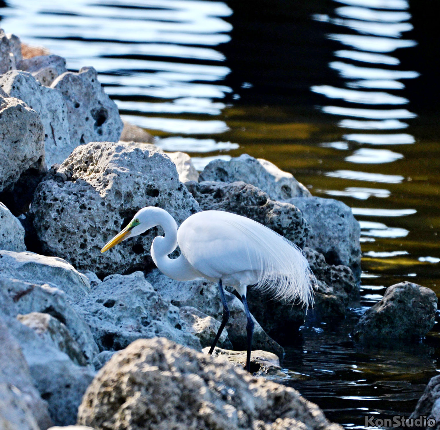 Cranes Roost Park – Imagine Our Florida, Inc