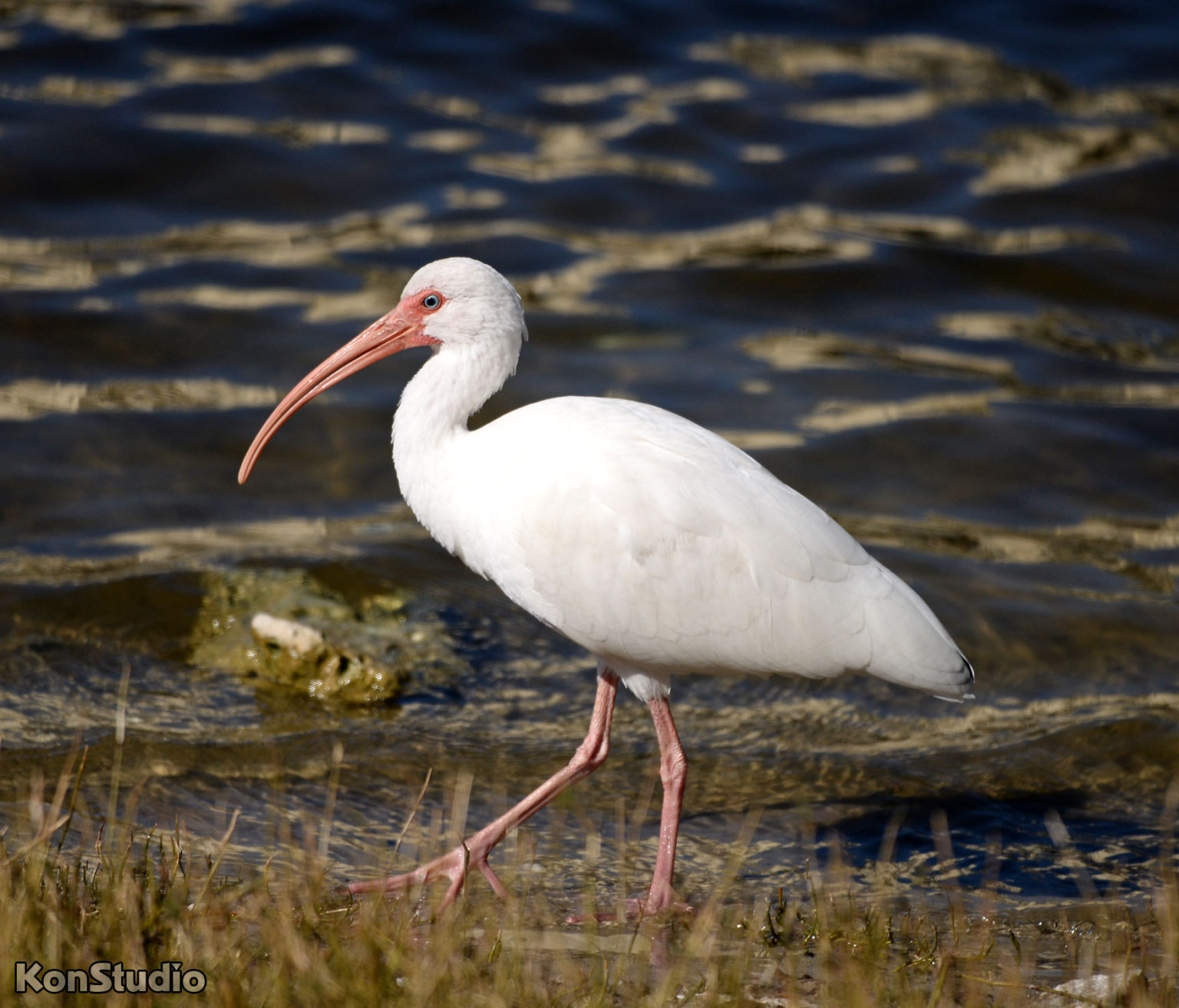 Cranes Roost Park – Imagine Our Florida, Inc
