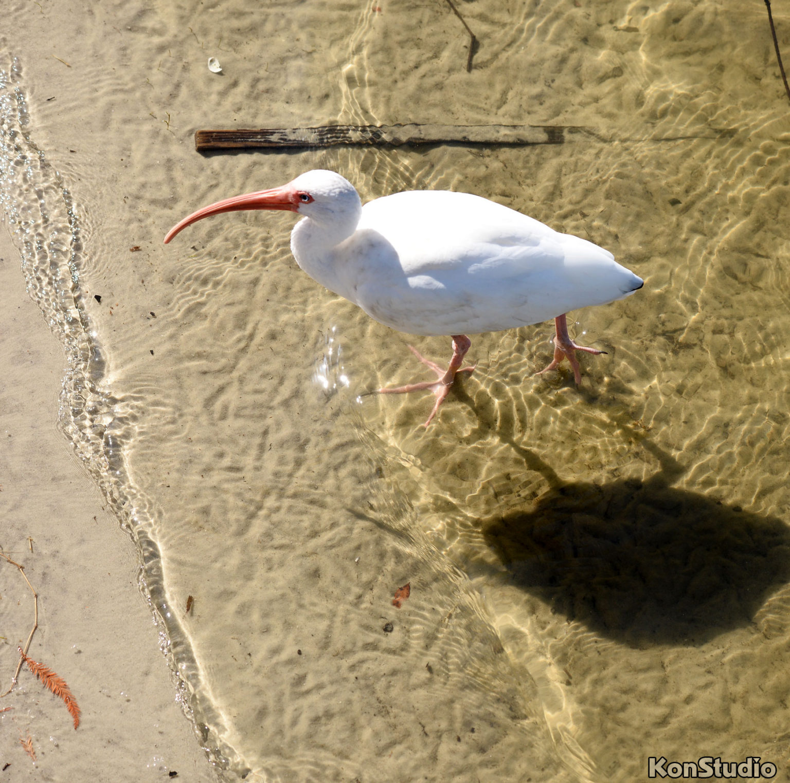 Cranes Roost Park – Imagine Our Florida, Inc