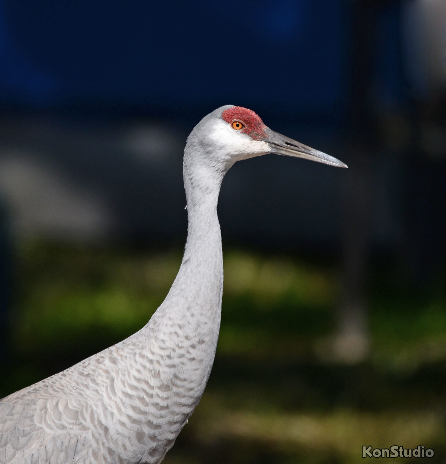Florida Sandhill Crane – Imagine Our Florida, Inc