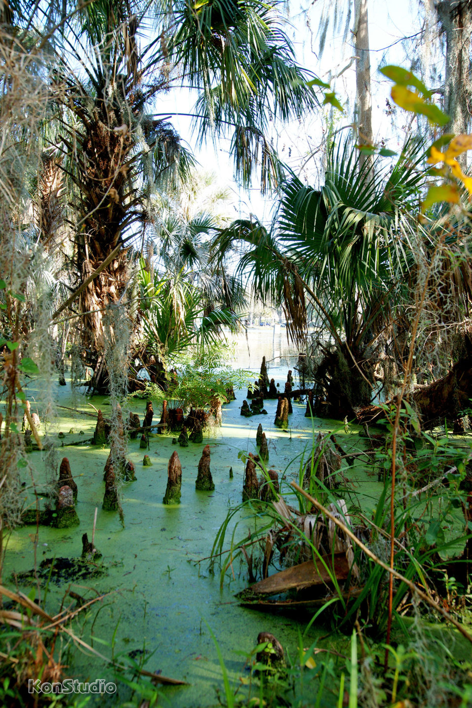 Palm Island Park – Imagine Our Florida, Inc