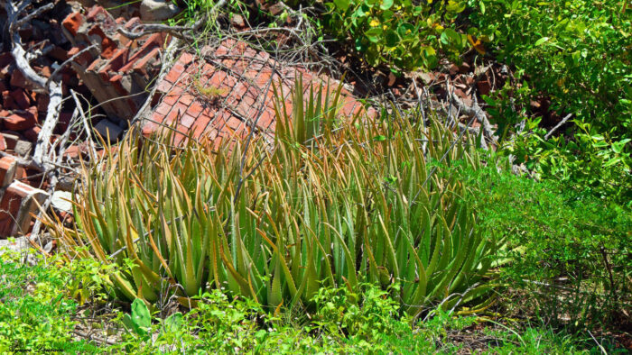Dry Tortugas National Park – Imagine Our Florida, Inc