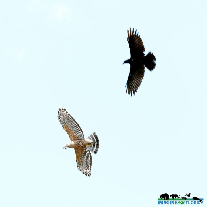 Mullet Lake Park – Imagine Our Florida, Inc
