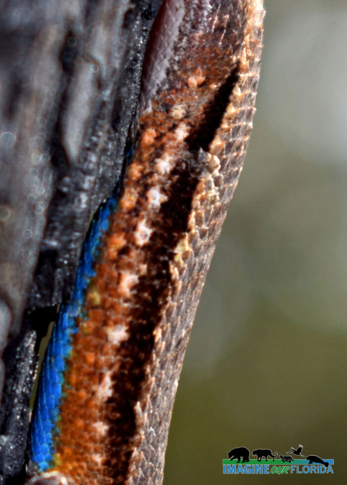 Florida Scrub Lizard – Imagine Our Florida, Inc