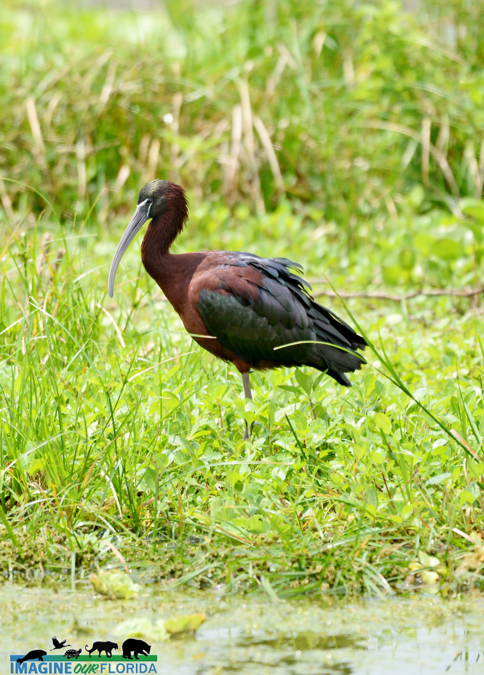 Glossy Ibis – Imagine Our Florida, Inc