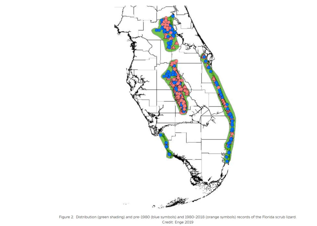 Florida Scrub Lizard – Imagine Our Florida, Inc