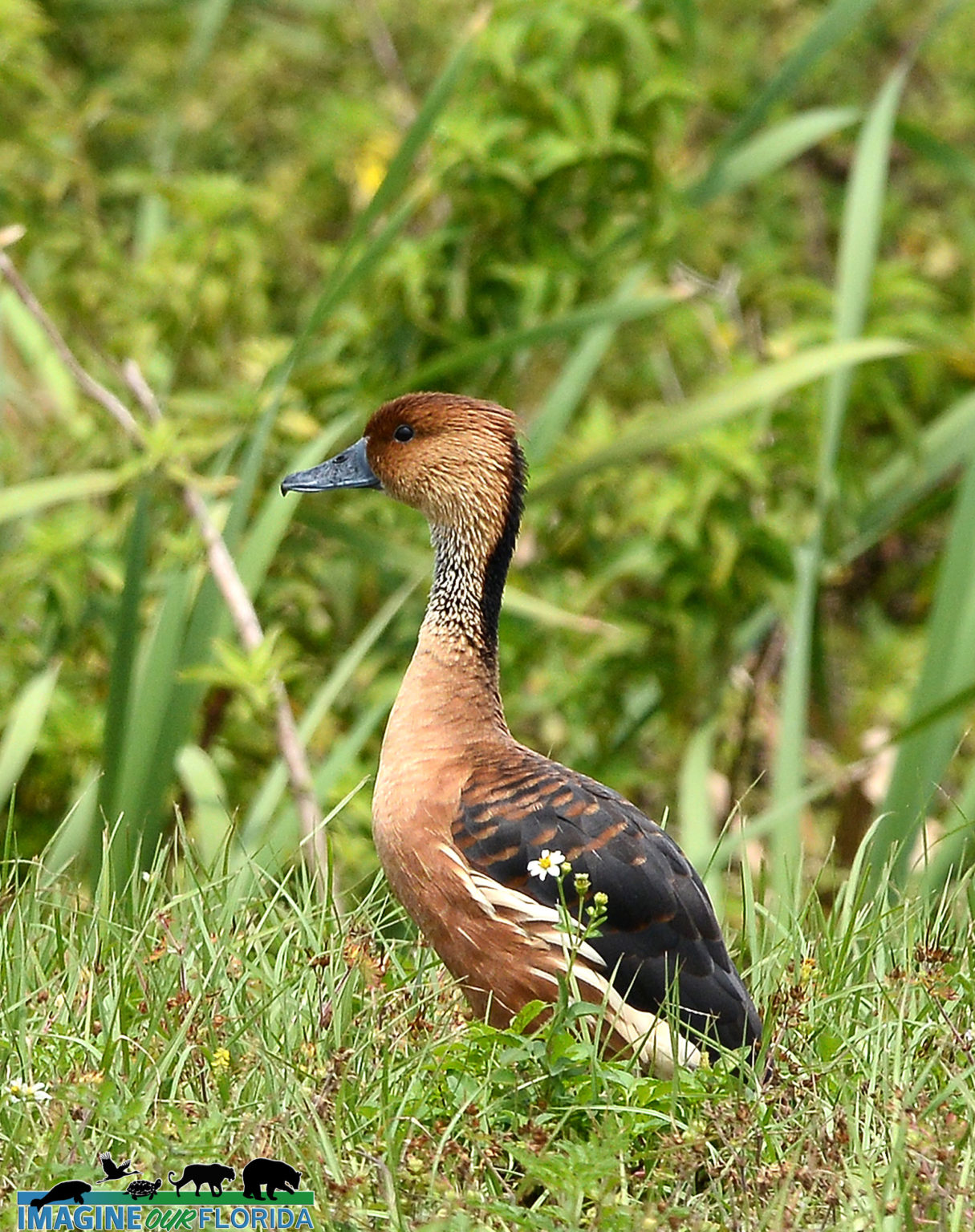 Fulvous Whistling-Duck – Imagine Our Florida, Inc