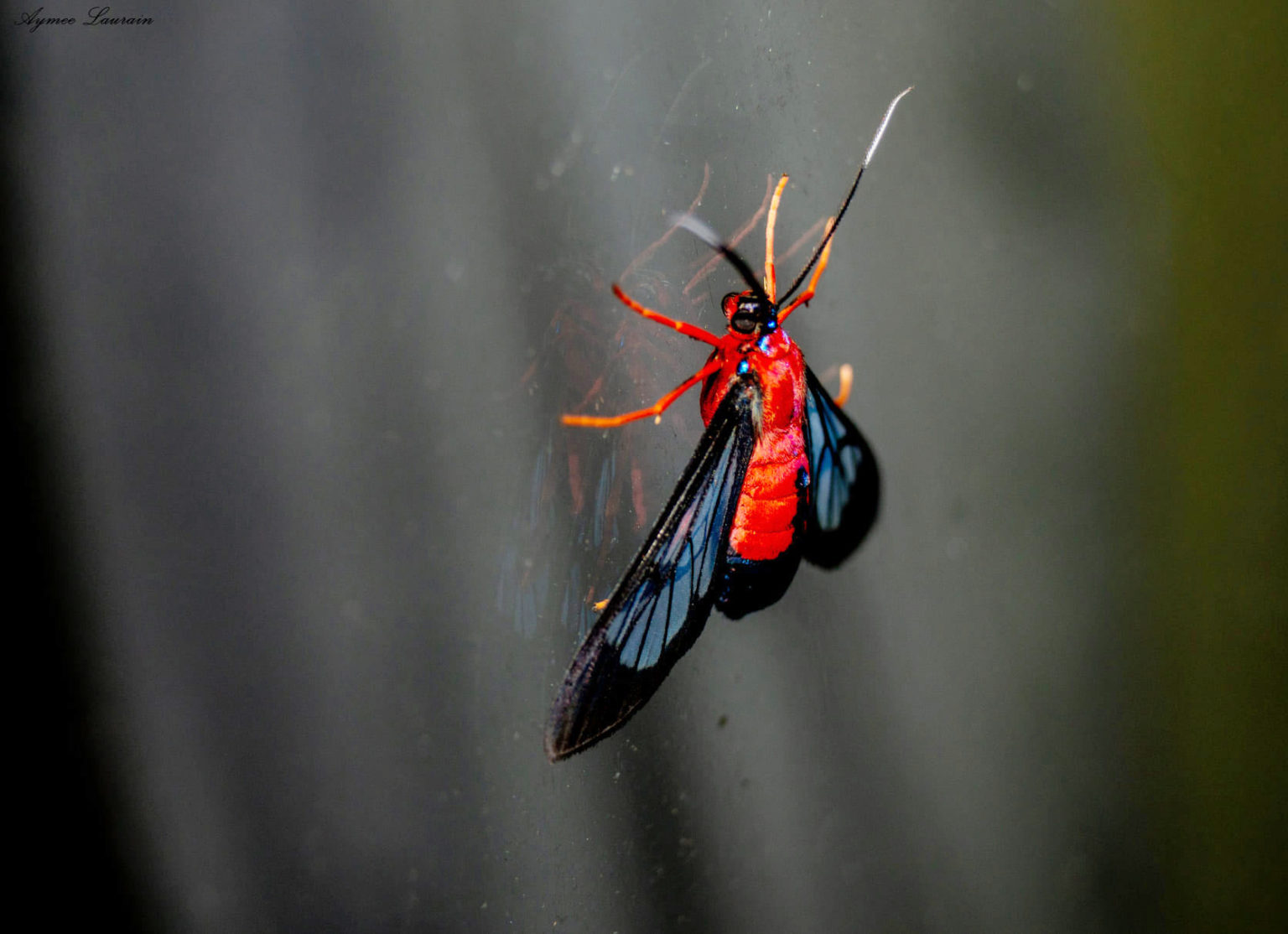 Scarlet-bodied Wasp Moth – Imagine Our Florida, Inc