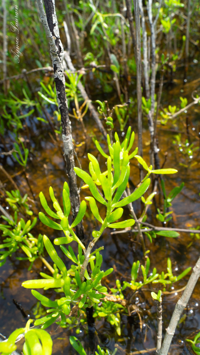 Weedon Island Preserve | Imagine Our Florida, Inc