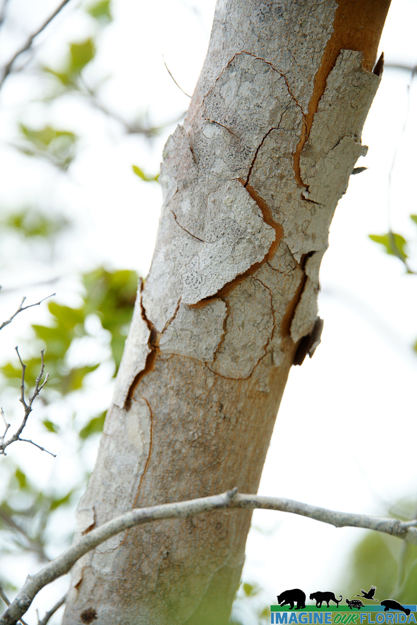 Poisonwood Tree – Imagine Our Florida, Inc
